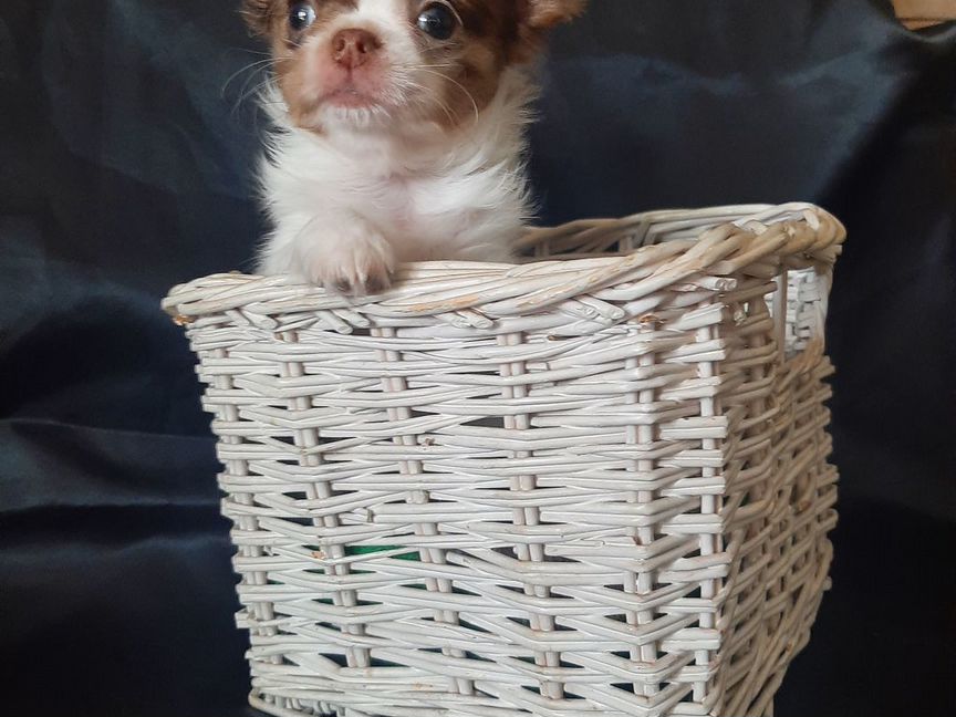 Чихуахуа щенки длинники