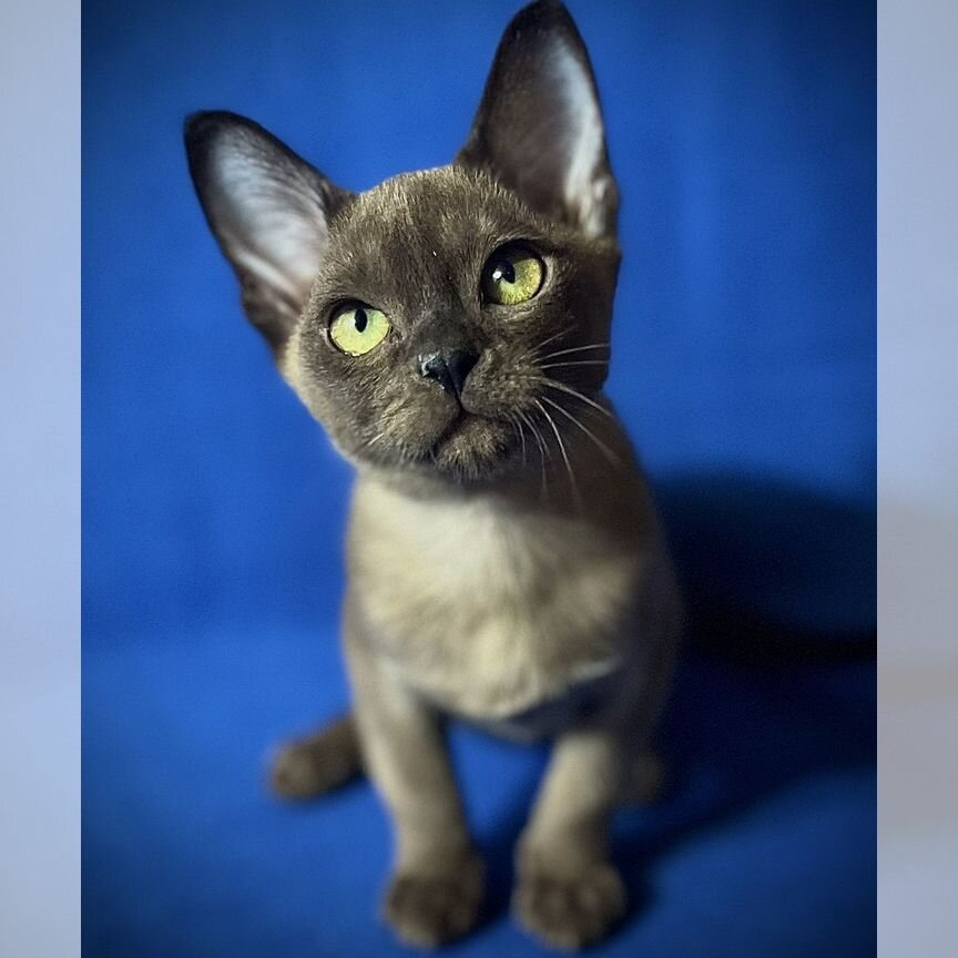 Европейский бурманский котёнок