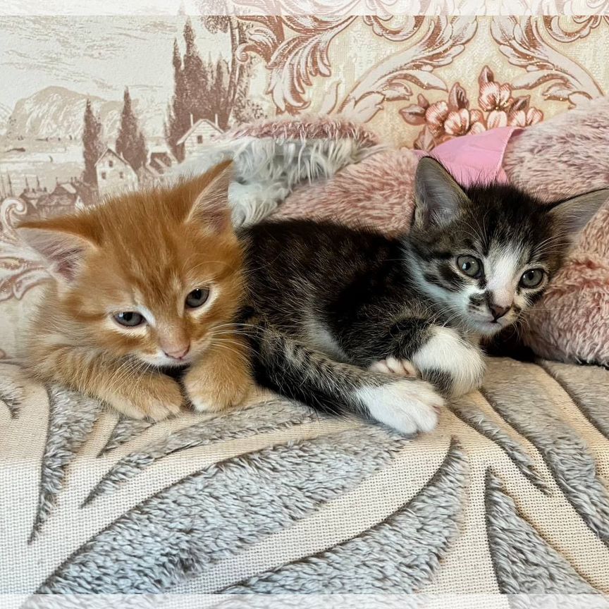 Котята в добрые руки