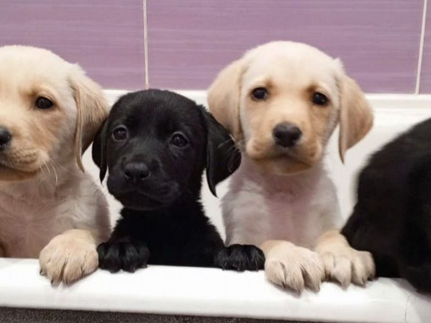 Собаки щенки