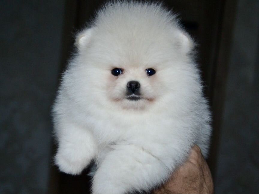 Померанский шпиц мини мишки кремовый