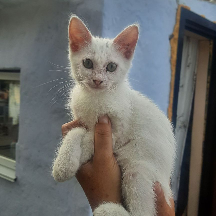 Котята в добрые руки бесплатно