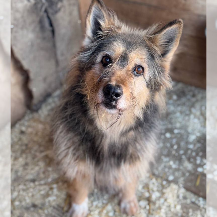 Пушистая добрая Ёлка. Собака из приюта в дар