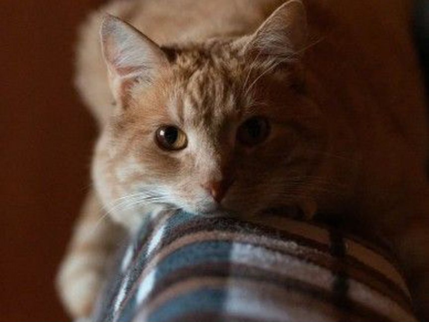 Потрясающий кот Жером ищет свою семью