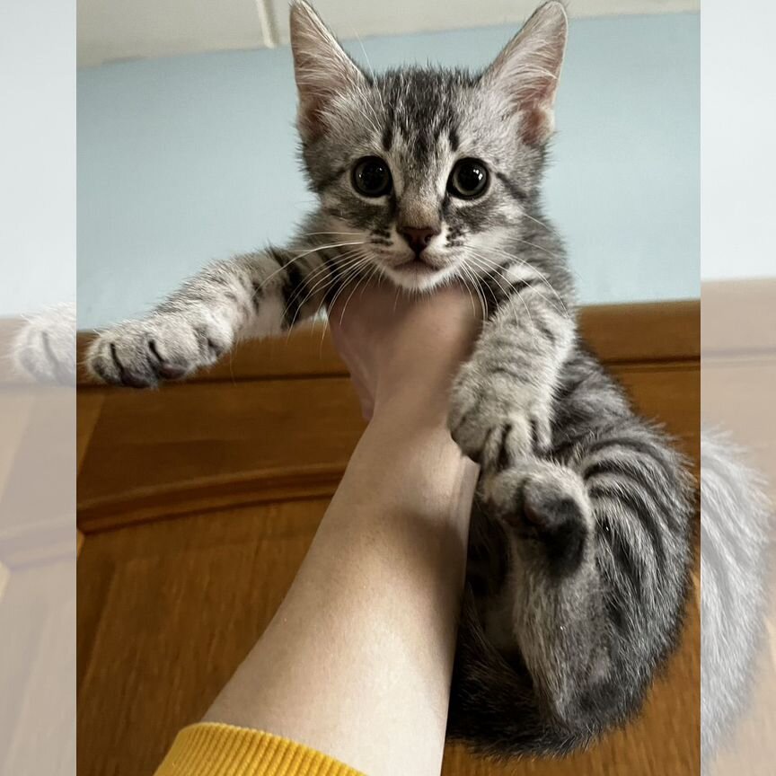 Котёнок Монти в поиске дома