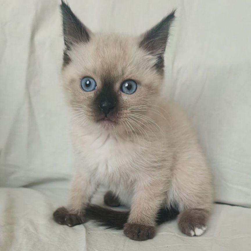 Сиамский котёнок