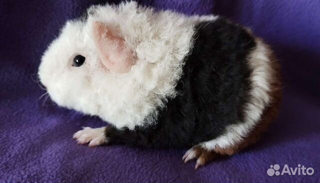 Морская свинка американский тедди