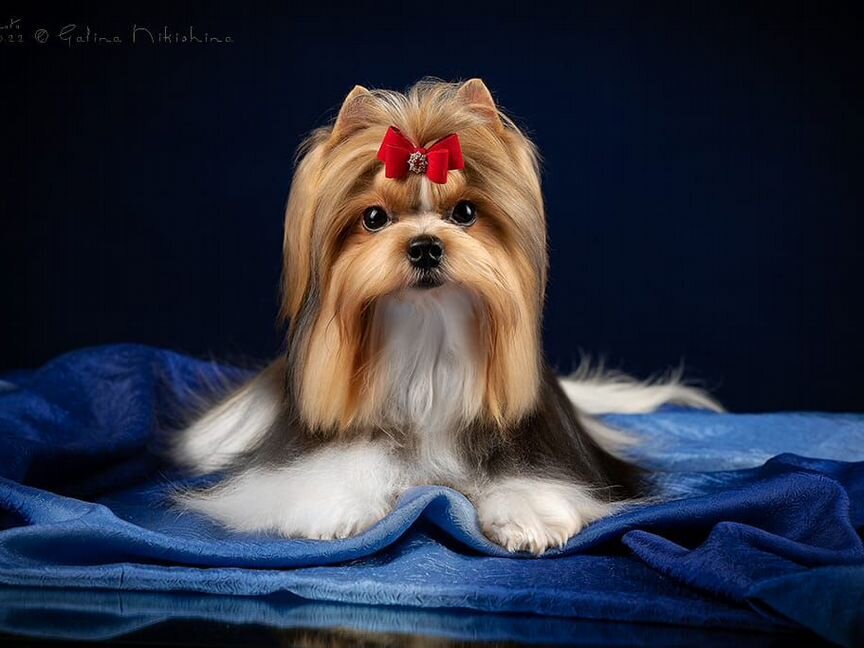 Бивер вязка