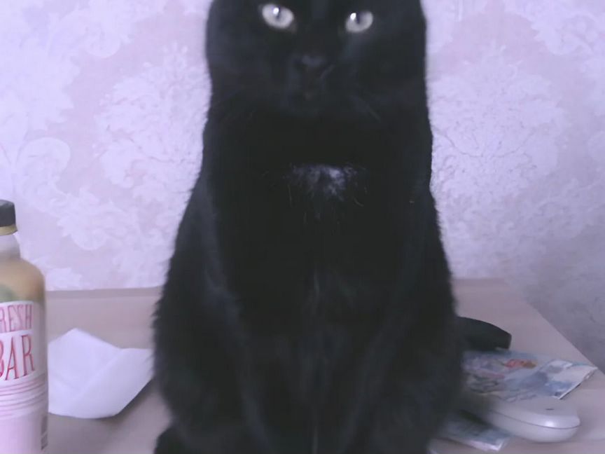 Может отдаёт кто аналогичного кота