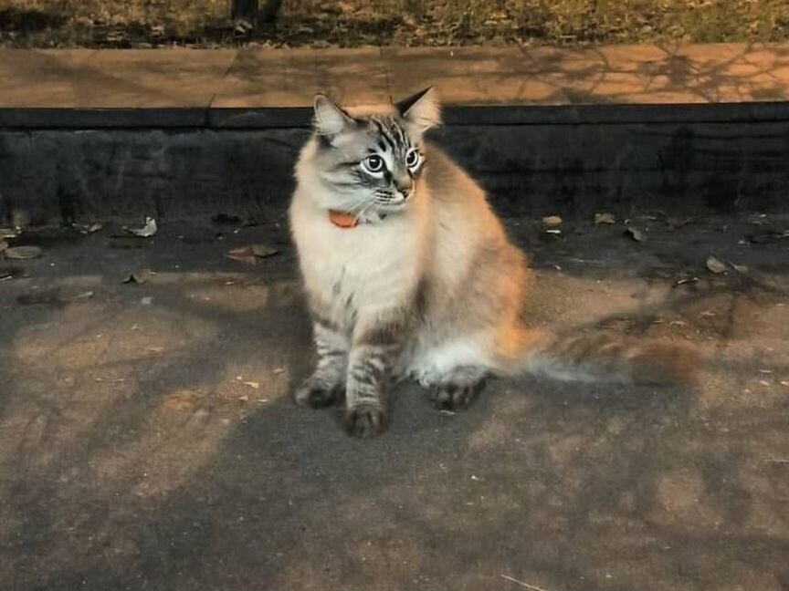 Кот породистый в добрые руки