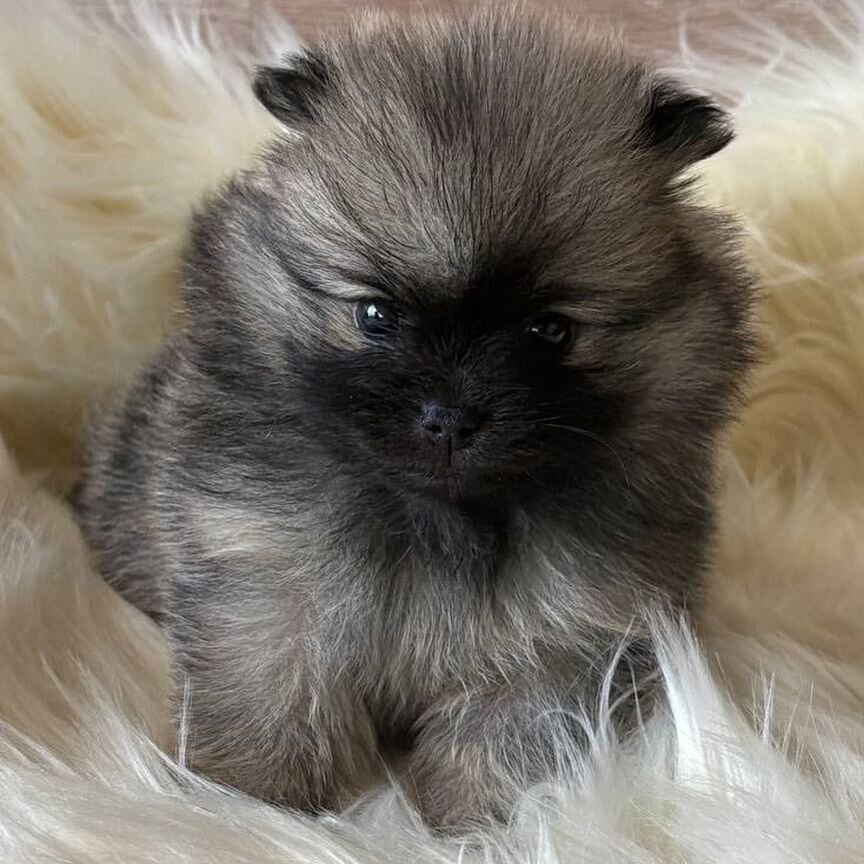 Померанский шпиц, щенок