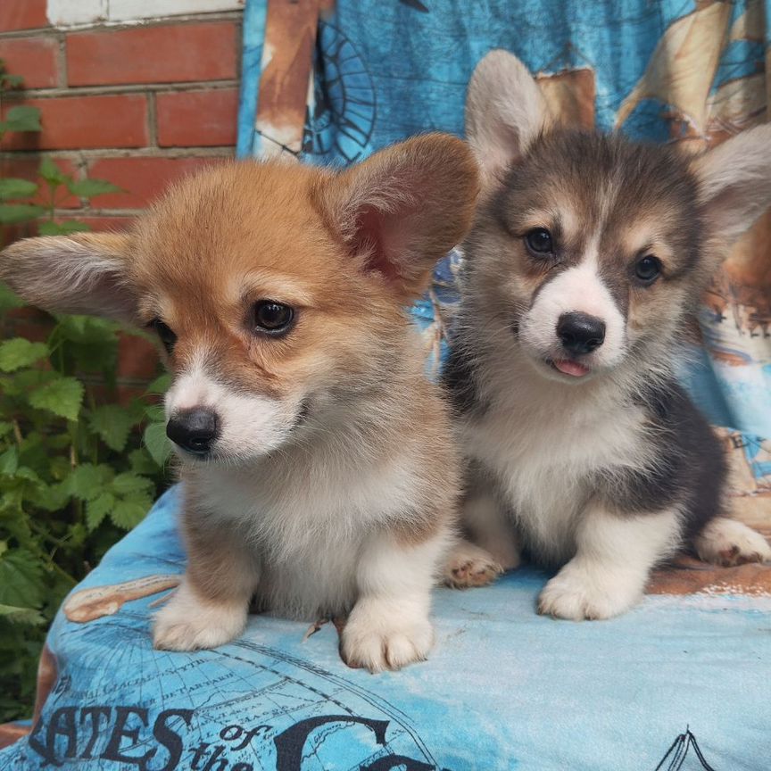 Няшные пемброки