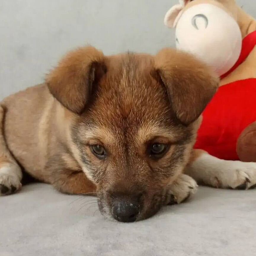 Щенок в добрые руки