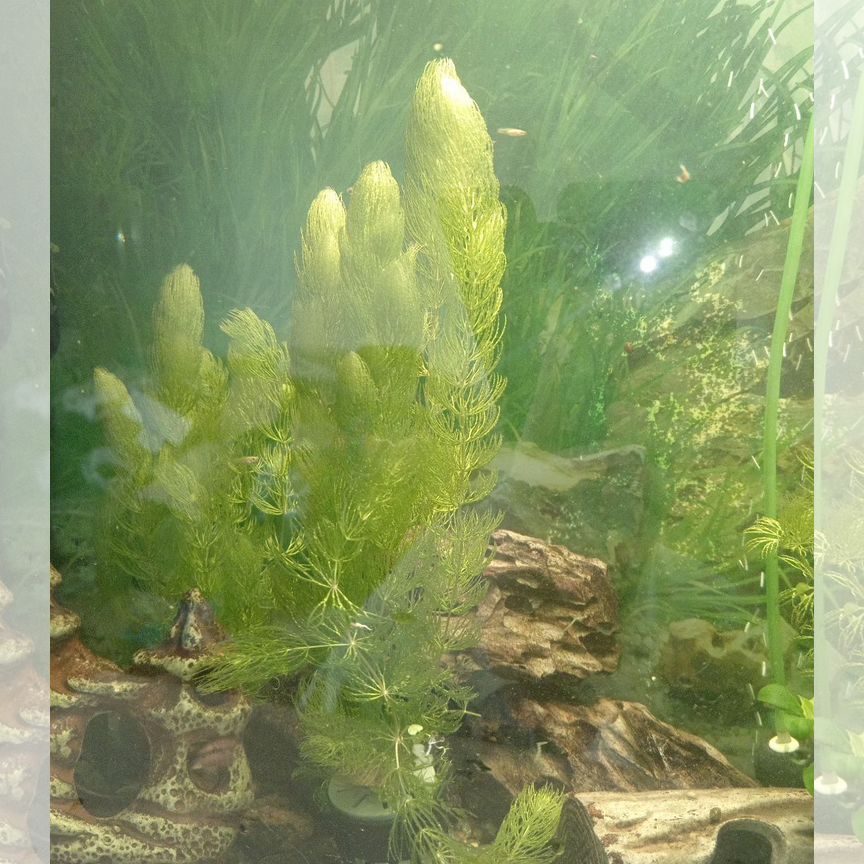 Роголистник