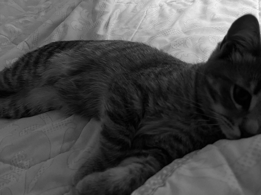 Кошечка 4 мес в дар. Очень ласковая