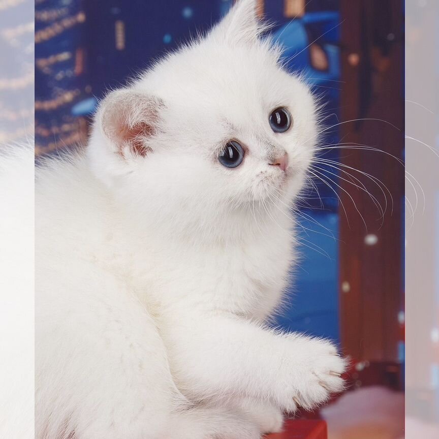 Шотландский прямоухий короткошёрстный котёнок