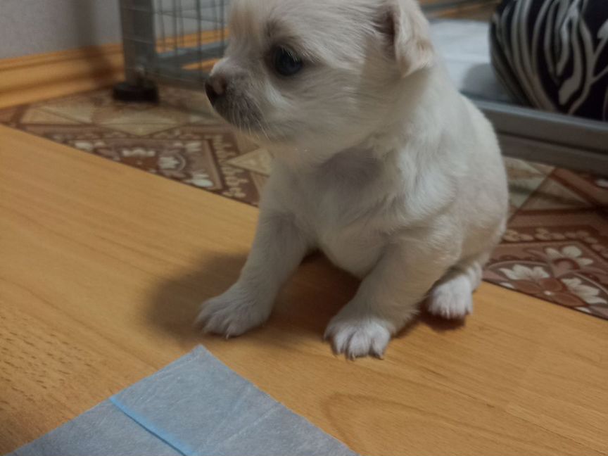 Щенки чихуахуа