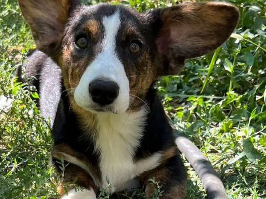 Вельш корги кардиган