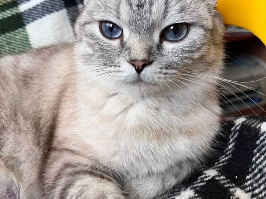 Котята скотиш страйт