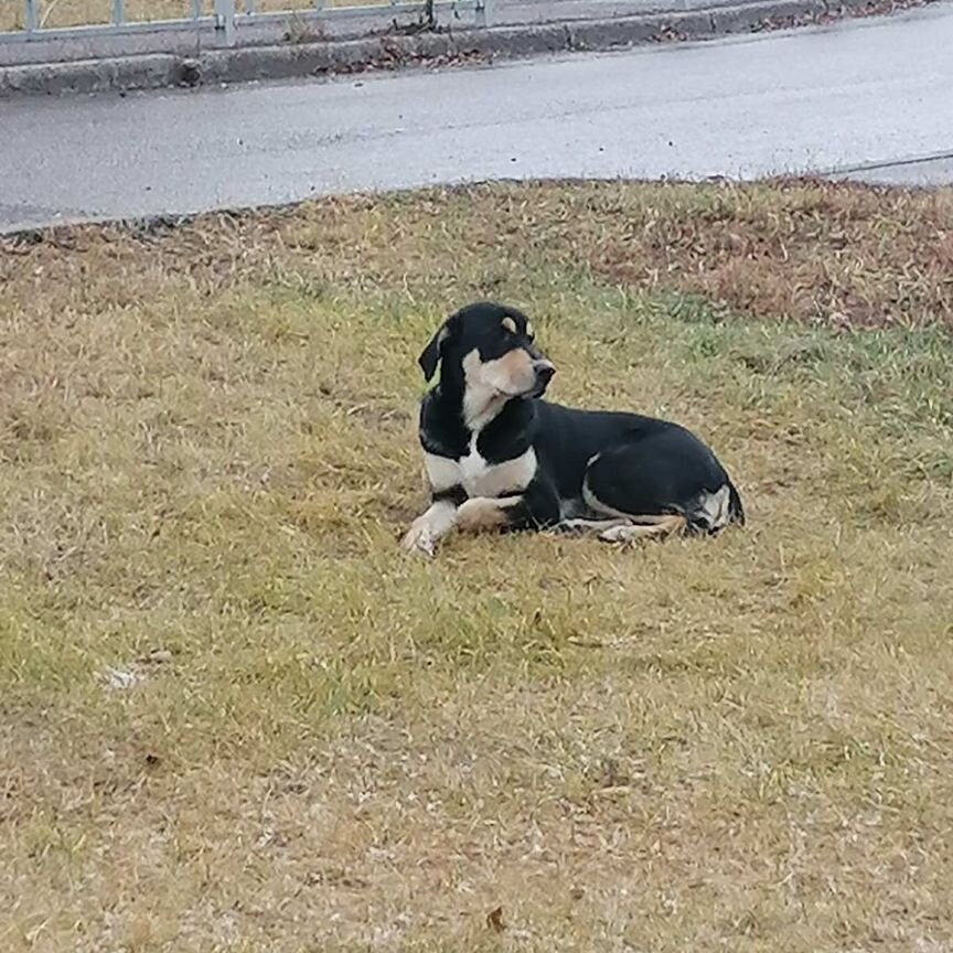 Собака в добрые руки отдам бесплатно