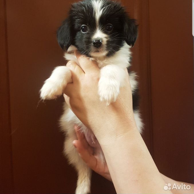 Щенки папийона 5 месяцев