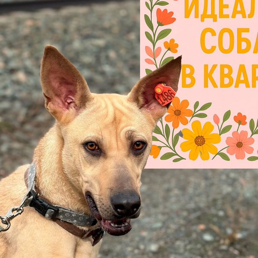 Тайский риджбек, взрослая собака