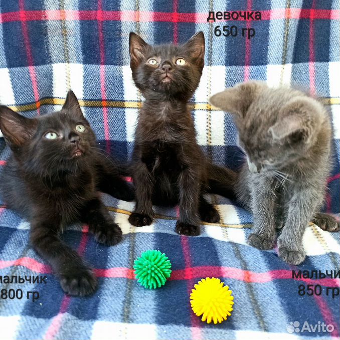 Пушистая мини-банда