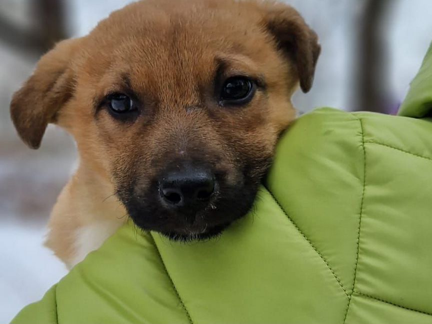 Лучший в мире друг - собака