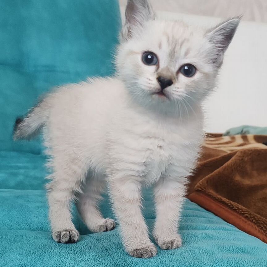 Котёнок в добрые руки