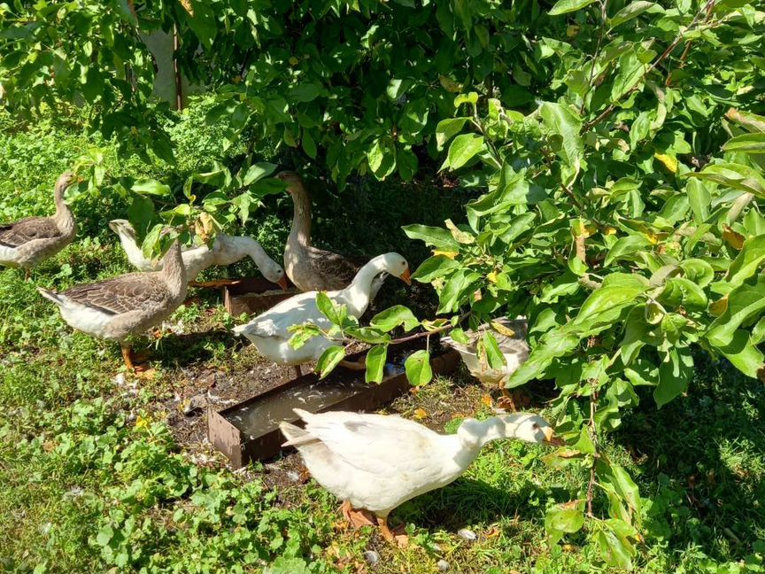 Молодняк гуси