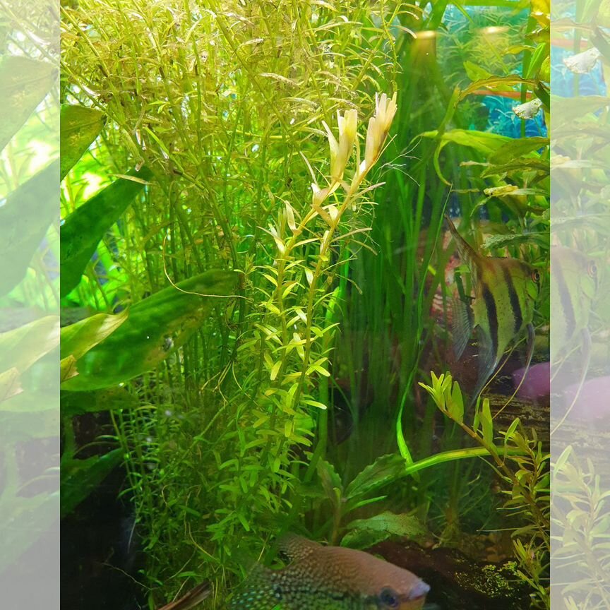 Ротала круглолистная