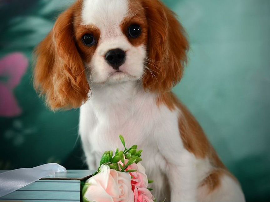 Кавалер кукленок мальчик