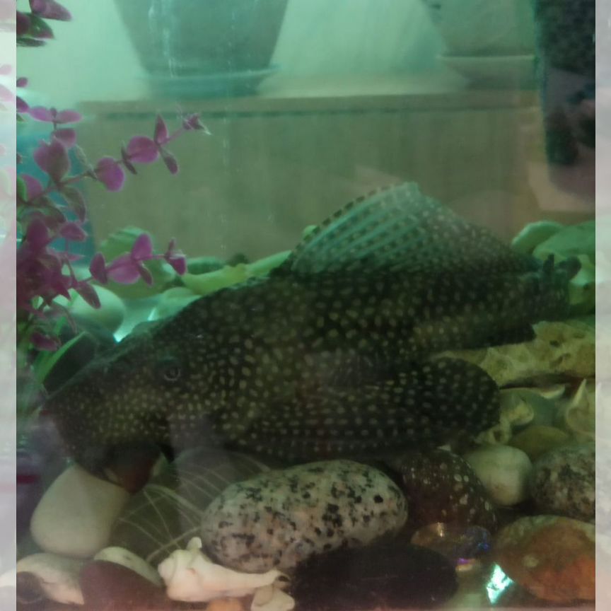 Сом анциструс