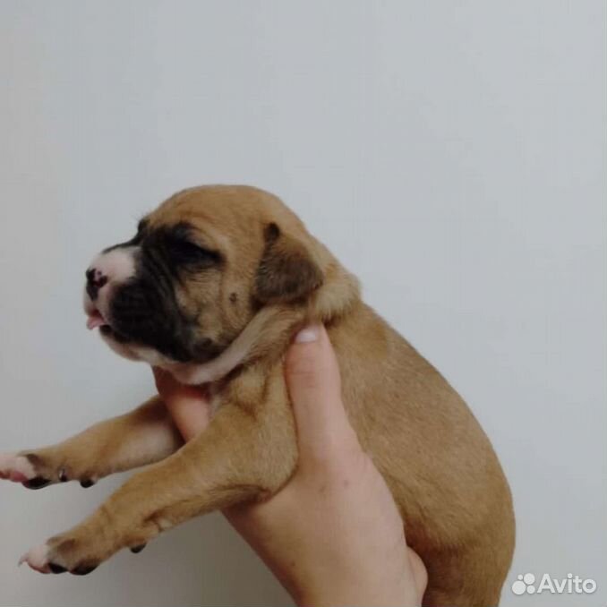 Американский питбультерьер