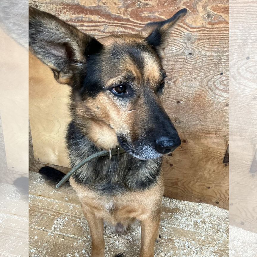 Заберите Тима домой