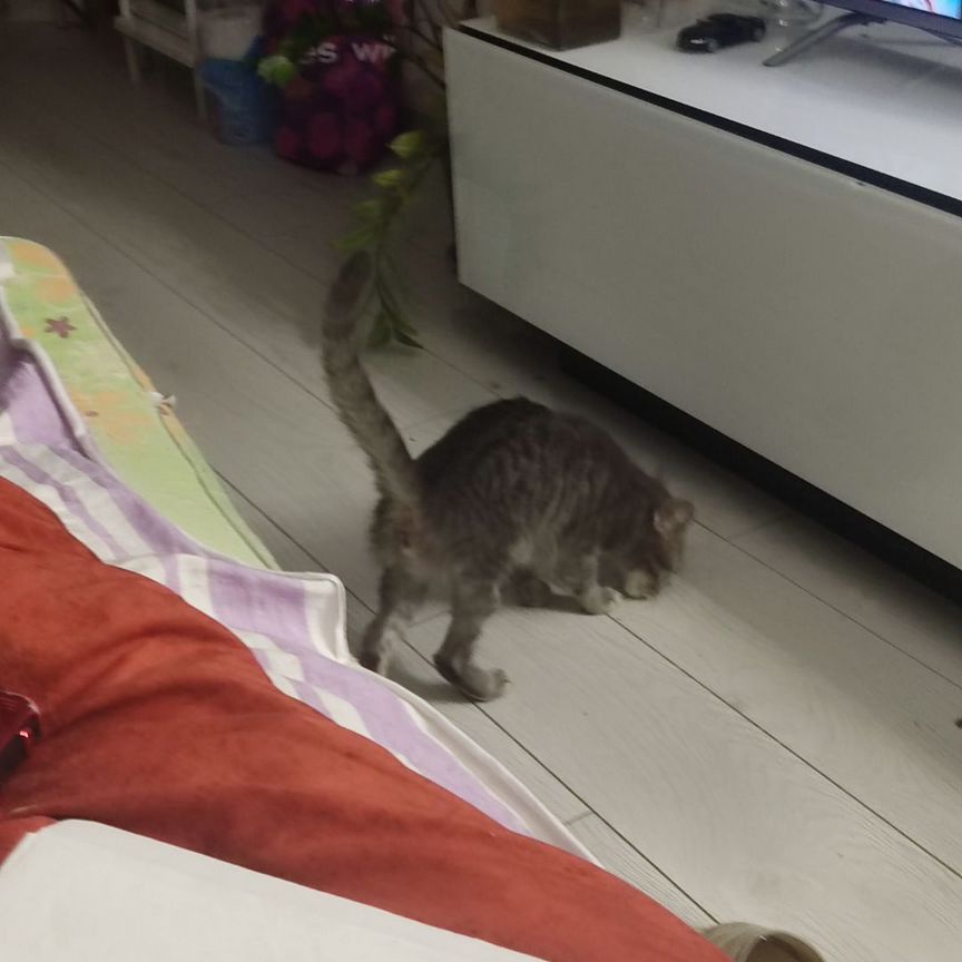 Домашняя кошка