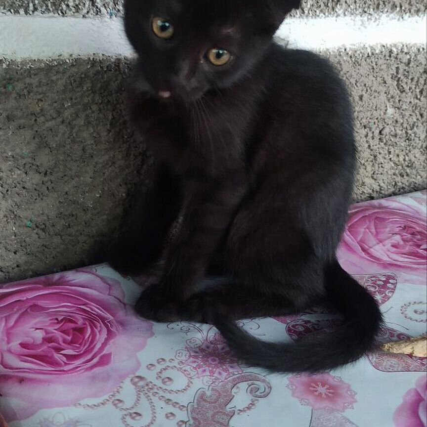 Котята в добрые руки бесплатно черные