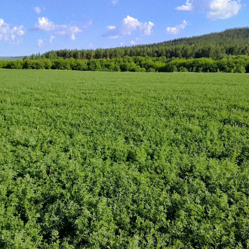 Сено в тюках люцерна