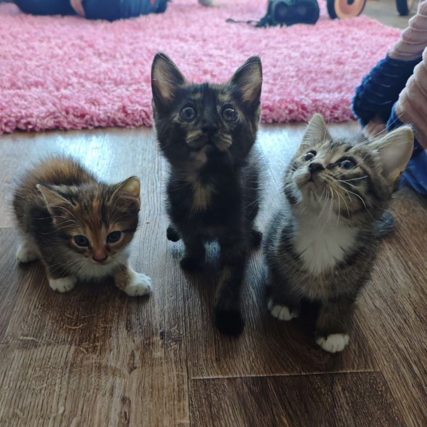 Котёнок в добрые руки