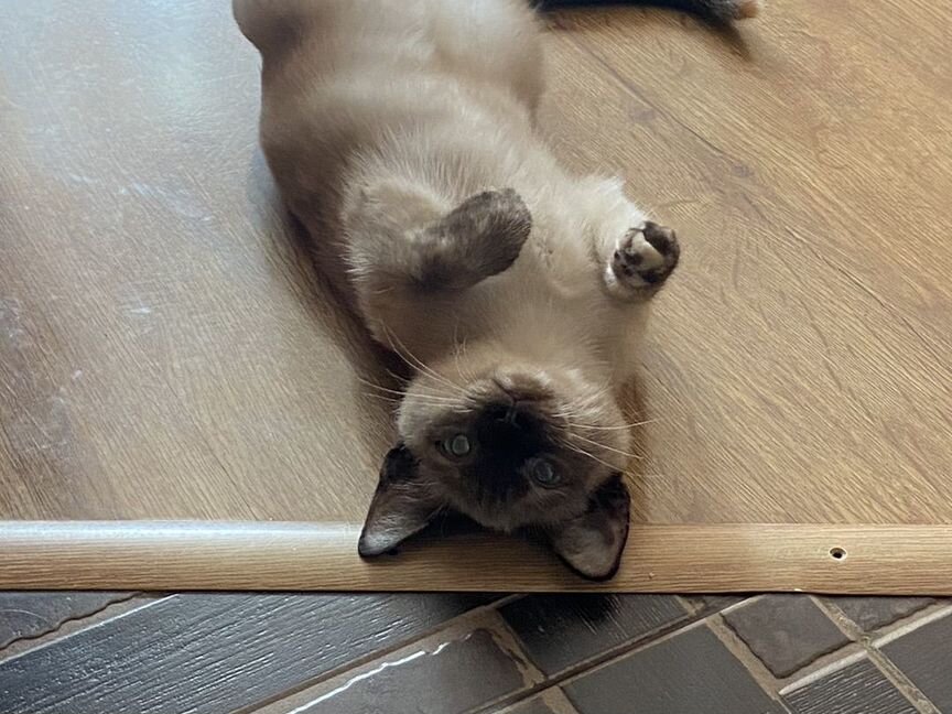 Котенок