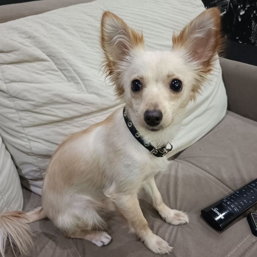 Русский той-терьер, взрослый пёс