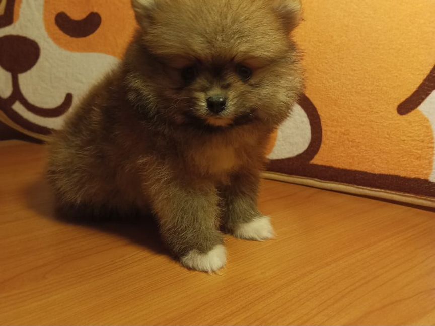 Щенки шпица, шпиц