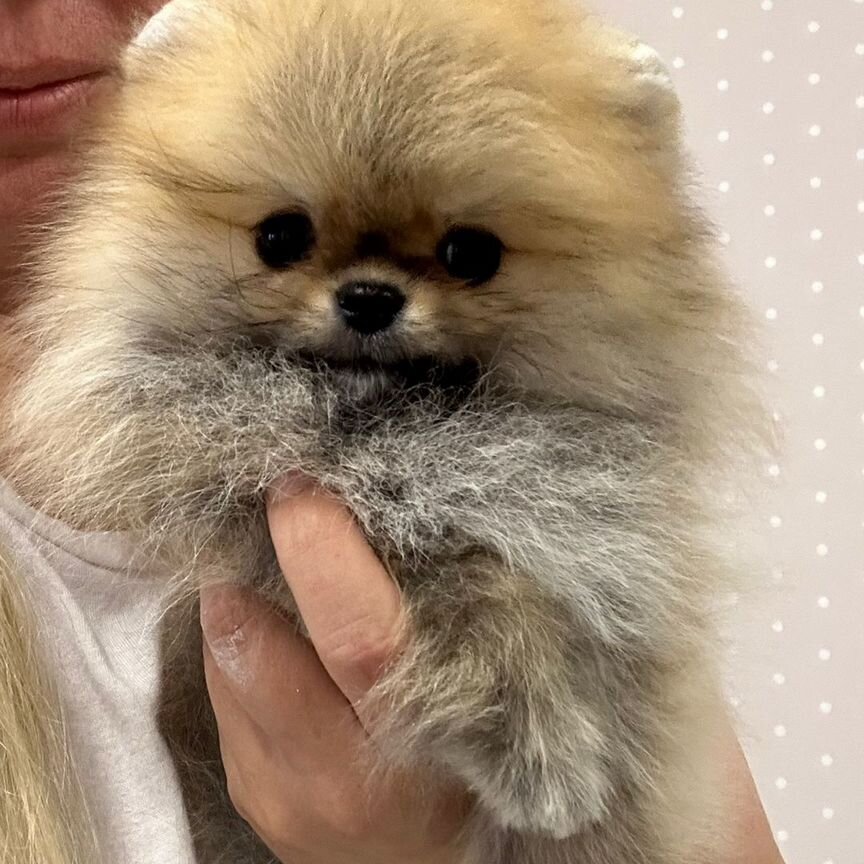 Малыш пом мини