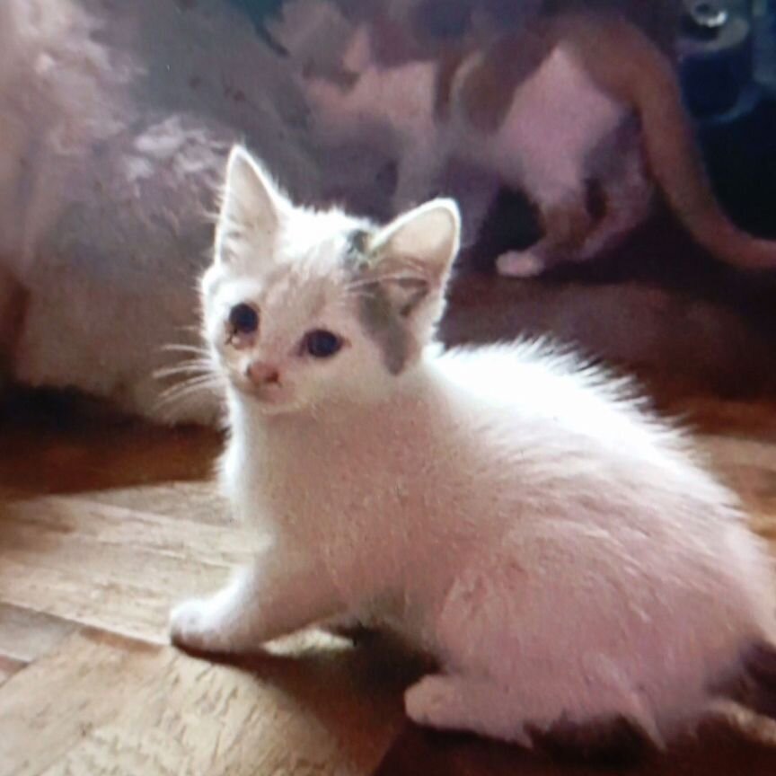 Котëнок в добрые руки