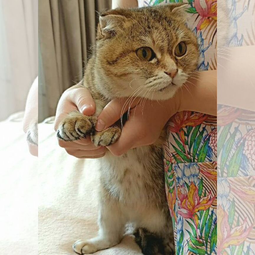 Шотландская вислоухая кошечка