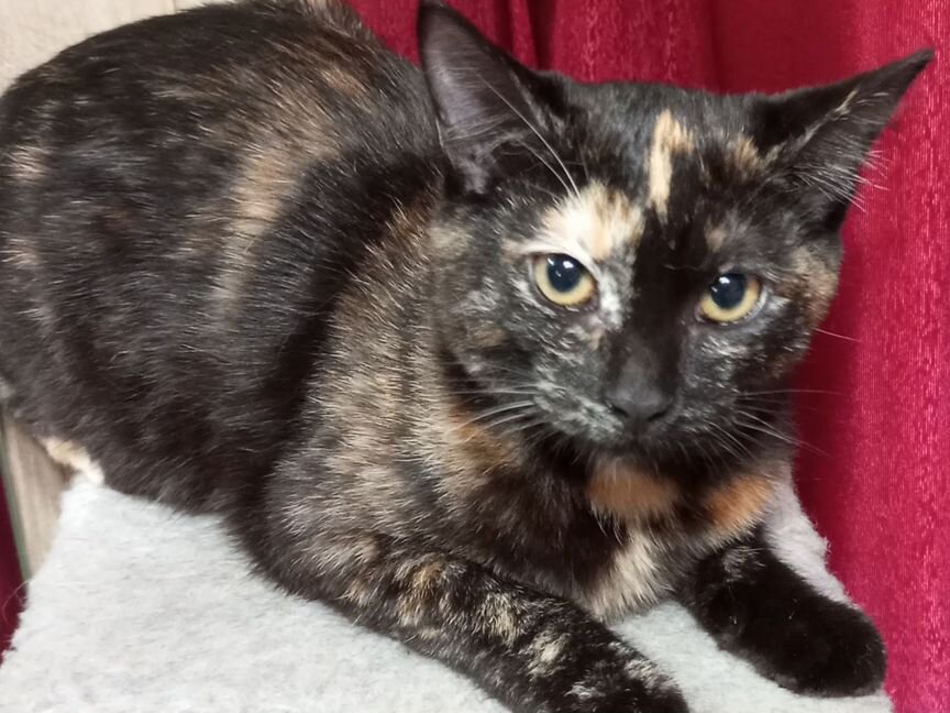 Сиротка Нюша ищет любящую семью