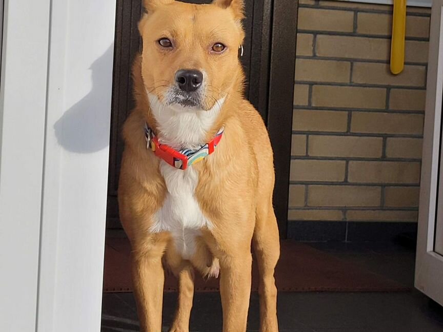 Собака в добрые руки