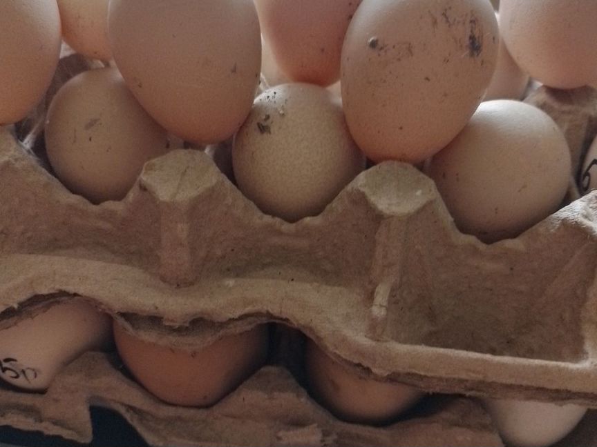 Яйцо цесарки на еду