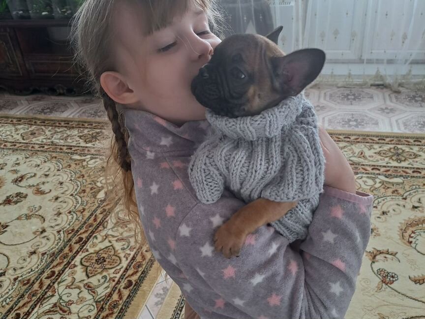 Французский бульдог