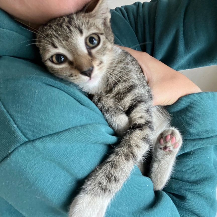 Котенок настрадался